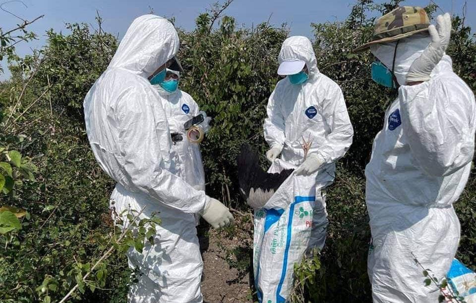 ផ្ទុះជំងឺ ផ្តាសាយបក្សីក្នុងអនុក្រម A/H5N1 នៅតំបន់ បឹងស្នេហ៍ ទួលពាន់តាឡី ឃុំធាយ ស្រុកបាភ្នំ ...